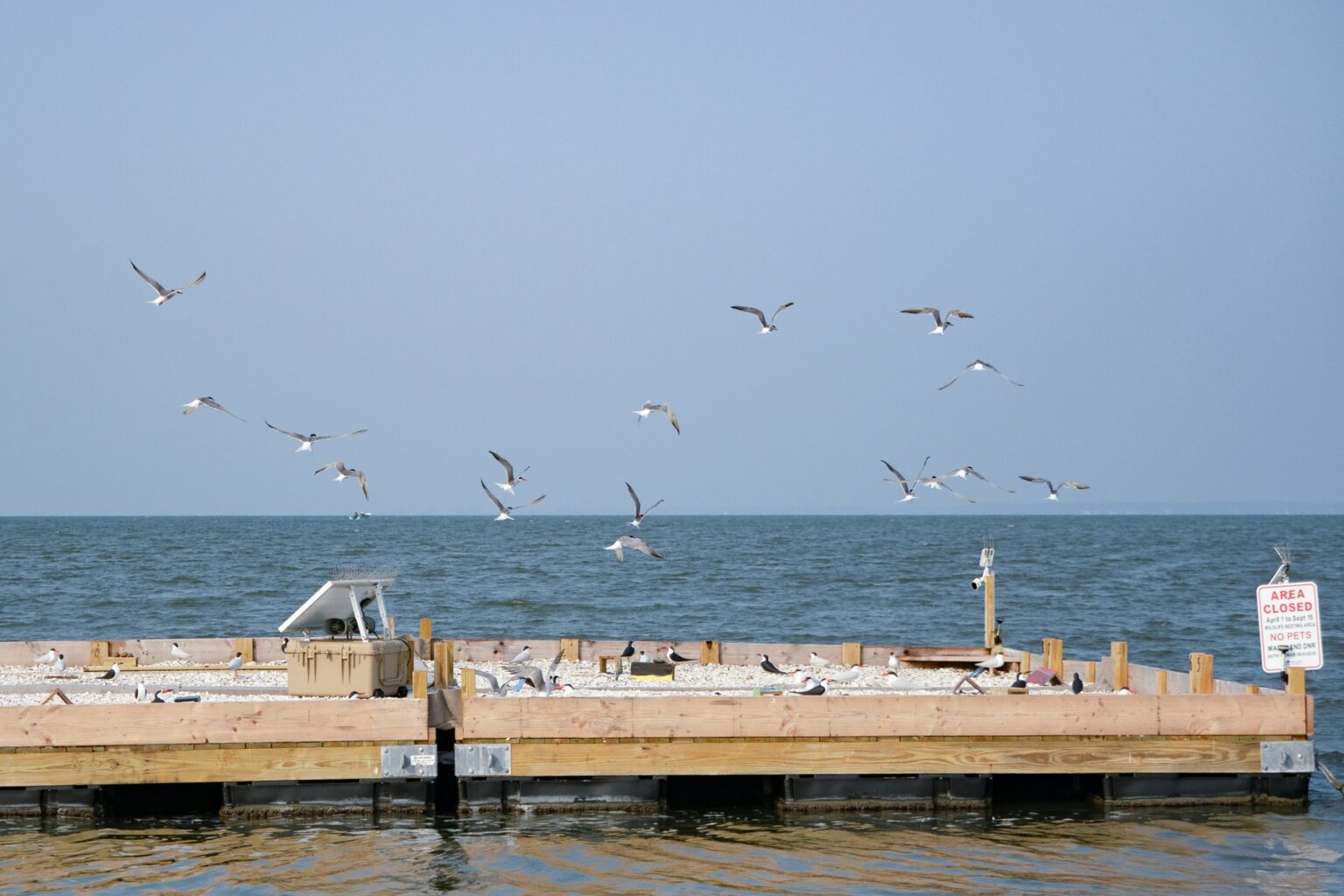 Floating Island Project - Our Tern: Protecting Hoboken's Honorary Bird ...